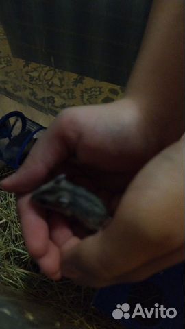 Хомячата в добрые руки