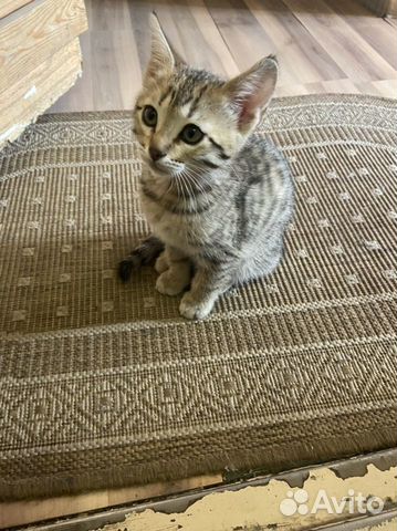 Котик бенгал