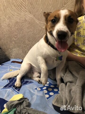 Отдам Кобеля на случку