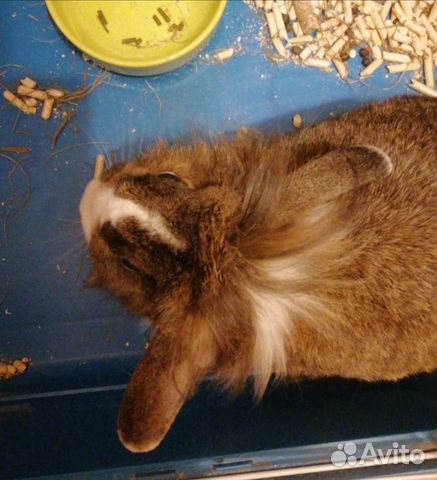 Декоративные кролики в добрые руки