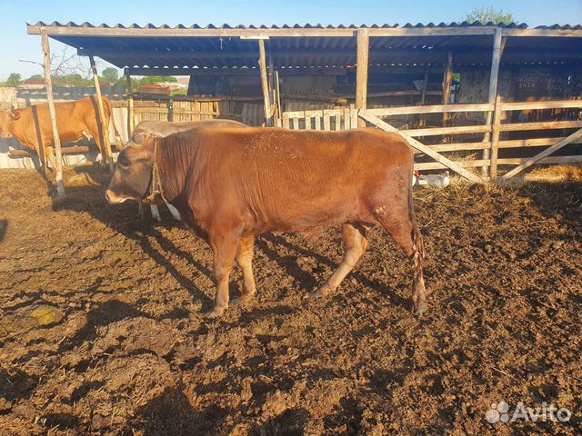 Бычек и коровы