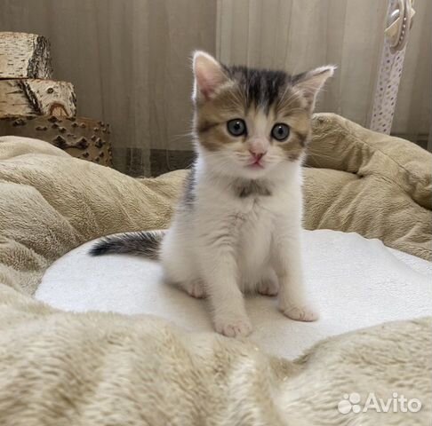 Счастливая девочка