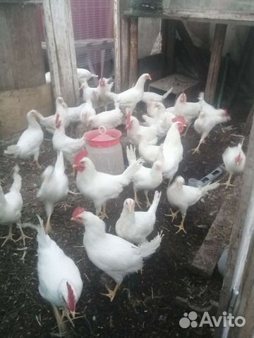 Декабл уайт молодки