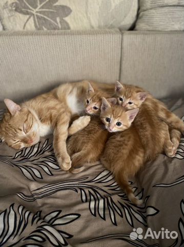 Рыжие котята оцикета