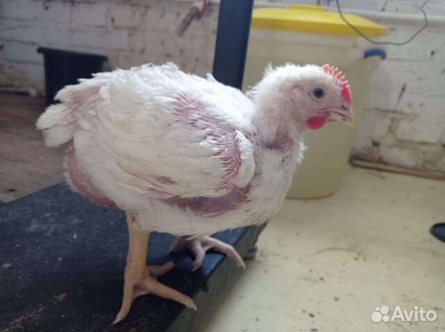 Бройлеры подрощенные