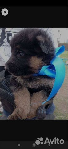 Щенки немецкой овчарки