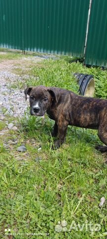 Щенки ка де бо