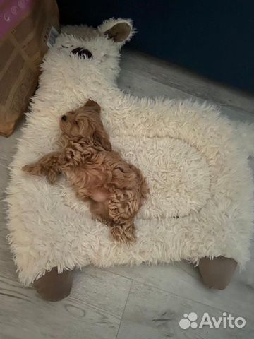 Щенки Мальтипу f1 mini premium elite red сасао