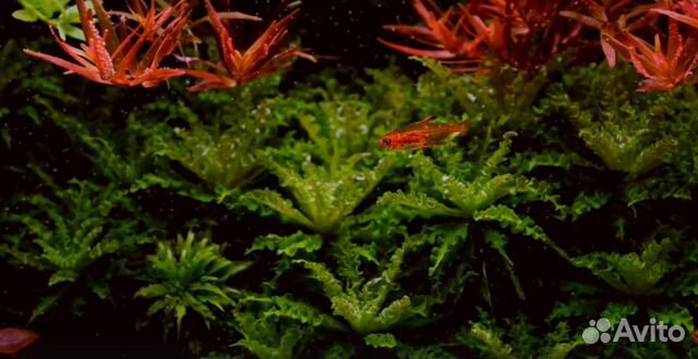 Аквариумные растения.Аквалеон