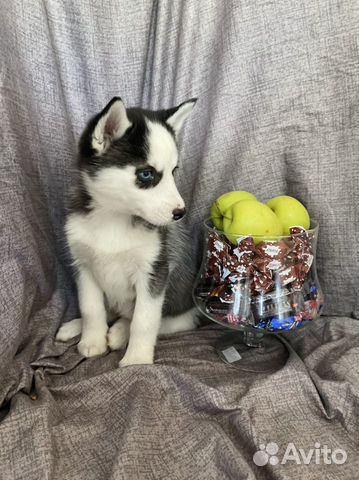 Щенки Помски