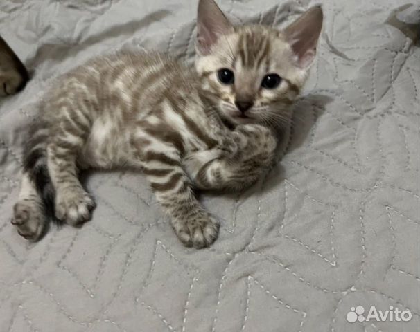 Бенгальские снежные котята WCF