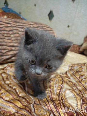 Британский кот