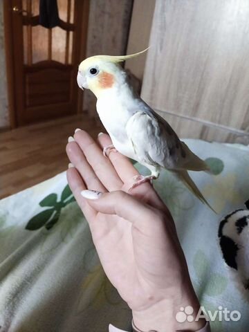 Попугай корелла бесплатно