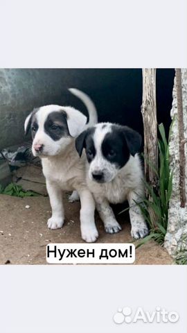 Красивые щенки в добрые руки