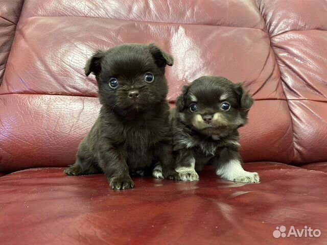 Мальчик и девочка чихуахуа длинники