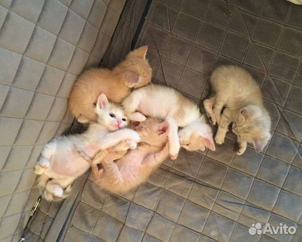 Котята в добрые руки
