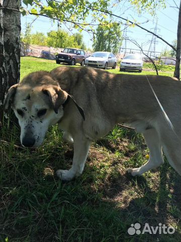 Барбоса бросили умирать