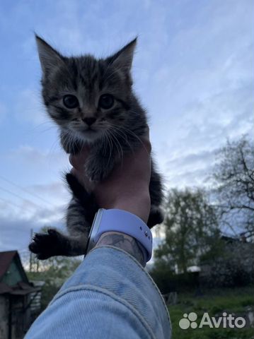 Котенок метис ли хоа