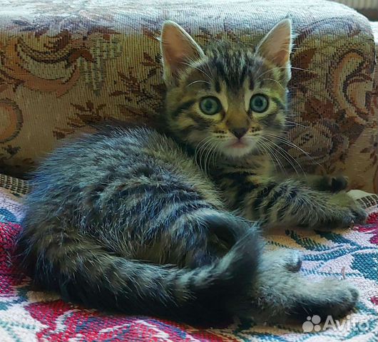 Котенок 4 недели девочка