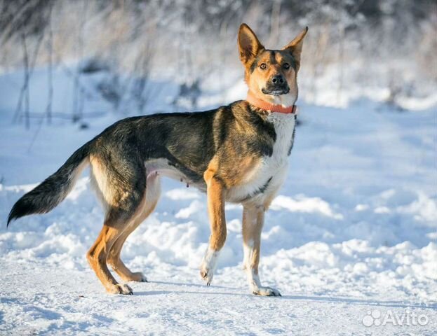 Айза в добрые руки,собака в дар
