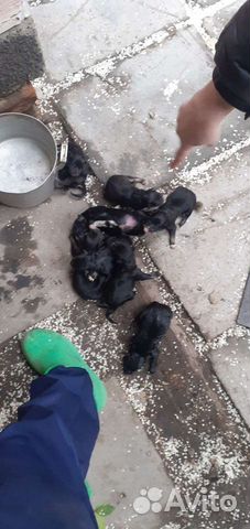 Самоед+авчарка+лайка. Вот такой букет)