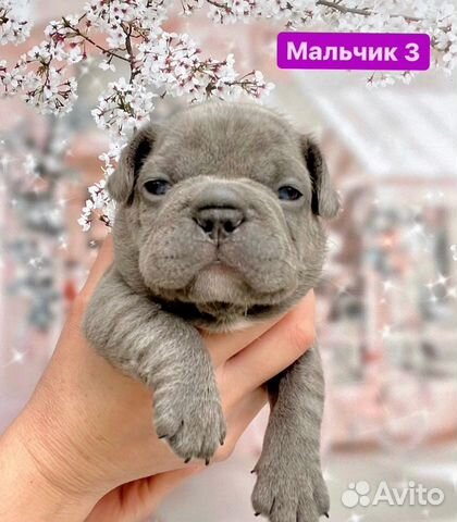 Лиловые малыши Французского бульдога