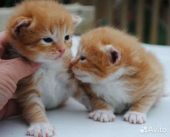 Два рыжих котика