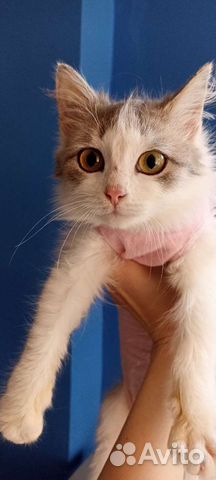 Кошки в добрые руки даром