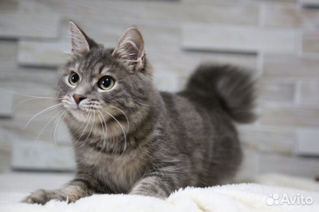 Короткохвостое чудо