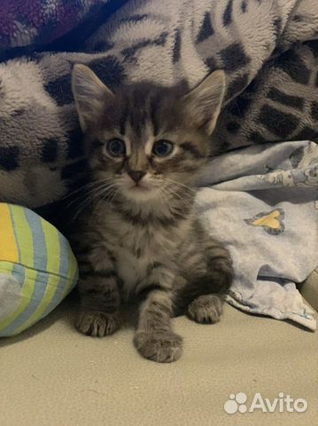 Котенок мальчик в добрые руки