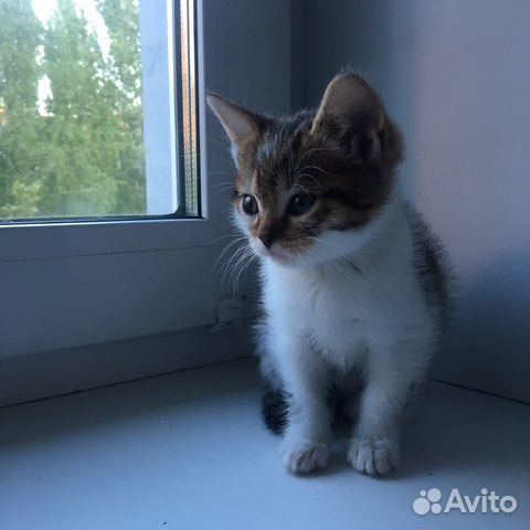 Котенок метис