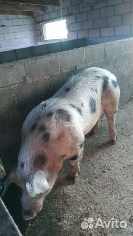 Хряк на племя