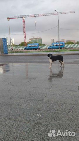 Замечена черная с белым собака в ошейнике