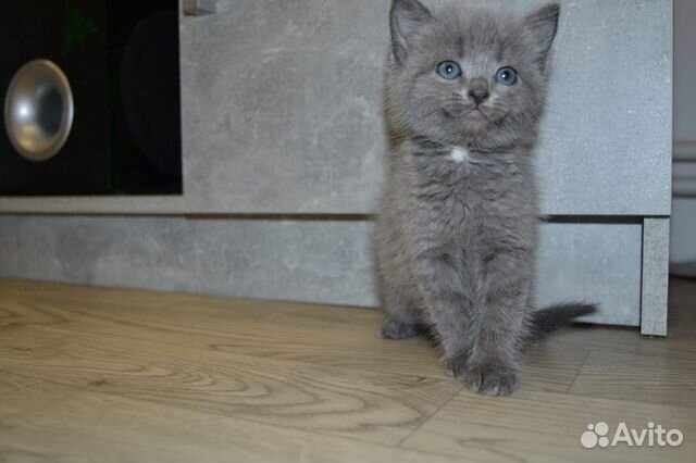 Шотланская кошечка