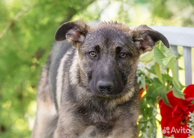 Щенок Герда, 3 месяца