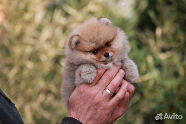 Девочка мини шпица