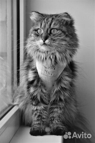 Кошка в хорошие руки Диона