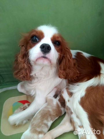 Щенки кавалер кинг чарльз спаниеля
