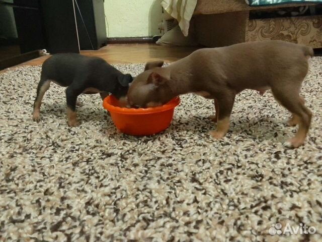 Мини той-терьер щенки продажа