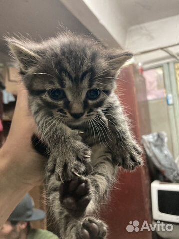 Котята в добрые руки бесплатно