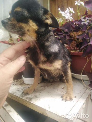 Маленькая собака чишка