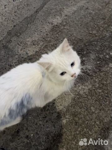 Нашли белую кошку с зеленым ошейником