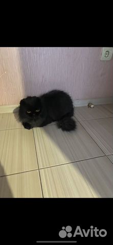 Котик кукольный экстремал бесплатно