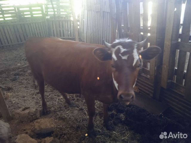Коровы телки стельные