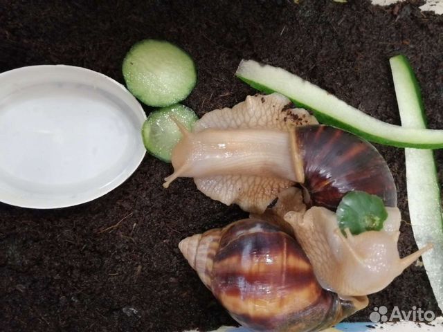 Тропические гигантские улитки с контейнером