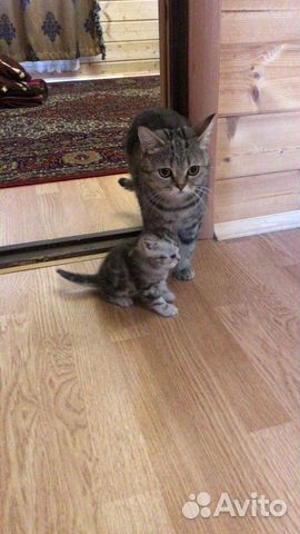 Шотландские вислоухие и прямоухие