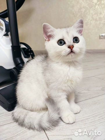 Британец котенок девочка