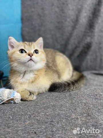 Золотая малышня котики
