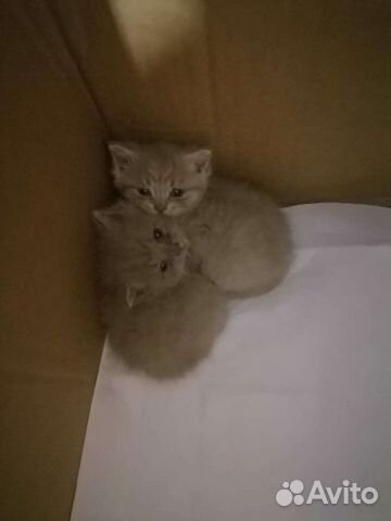 Котята бесплатно в добрые руки