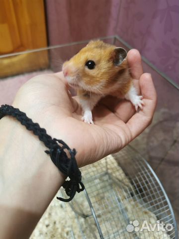 Сирийский хомяк с клеткой